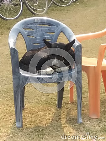 Indian Gully Dog On Chair. Stock Photo | CartoonDealer.com #183909978