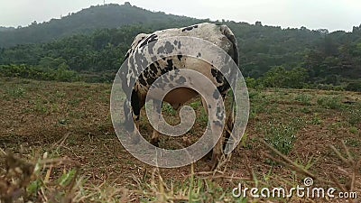 Indian ox eating grass stock footage. Video of eating - 206640568