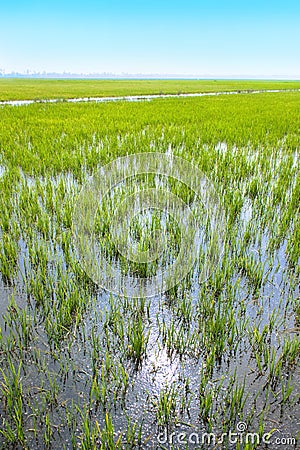 Indian Rice Field, India Stock Images - Image: 15384504