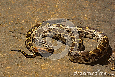 Indian Rock Python, Python Molurus , Aarey Milk Colony , INDIA Royalty ...