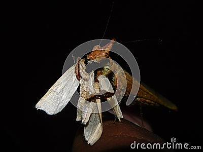 Indian Unicorn Boxer Praying Mantis Eating A Moth Butterfly Royalty ...