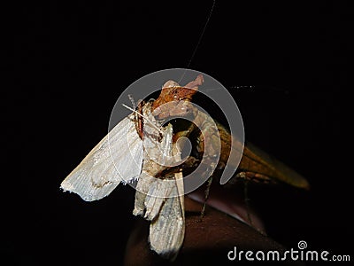 Indian Unicorn Boxer Praying Mantis Eating A Moth Butterfly Royalty ...