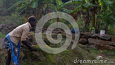 Indian Village Man Paddy Rice Separation from the Leaves Stock Footage ...