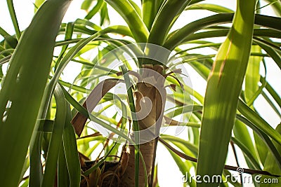 Indoor Dragon Palm Tree Stock Photo | CartoonDealer.com #178082868