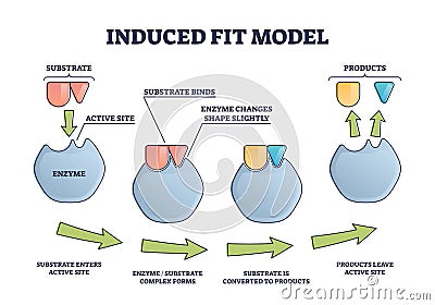 Induced Fit Model Process Explanation With Enzyme Products Outline ...