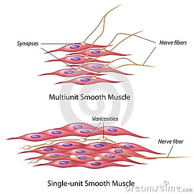 Inervación Del Músculo Liso Fotos de archivo - Imagen: 23764083