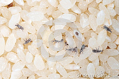 The Infected Beetles Rice Weevil. Weevil Insects Eat Rice Grain Stock ...