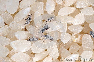 The Infected Beetles Rice Weevil. Weevil Insects Eat Rice Grain Royalty ...
