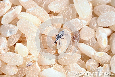 The Infected Beetles Rice Weevil. Weevil Insects Eat Rice Grain Stock ...