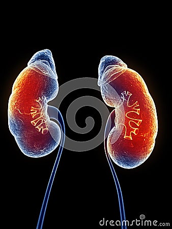 Inflamed Kidneys Stock Illustration - Image: 73539808