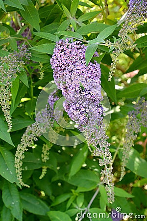 Inflorescence Of Buddlea Davidii Buddleja Changeable Buddleja Davidii ...
