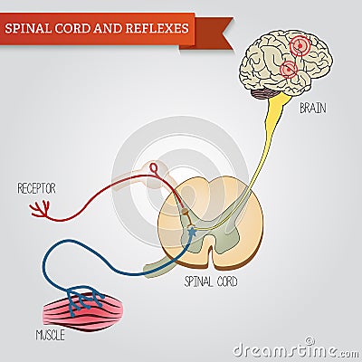 Infographics Spinal Cord And Reflexes. Central Nervous System Stock ...