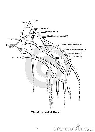Informative Illustration Of The Plan Of The Human Brachial Plexus ...