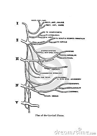Informative Illustration Of The Plan Of The Human Cervical Plexus ...