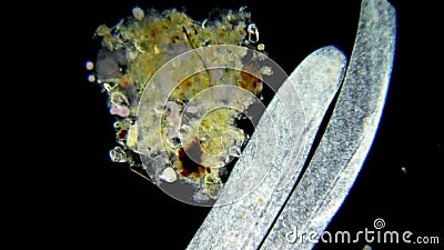 Infusoria stock footage. Video of cytoplasm, cilia, green - 36271671