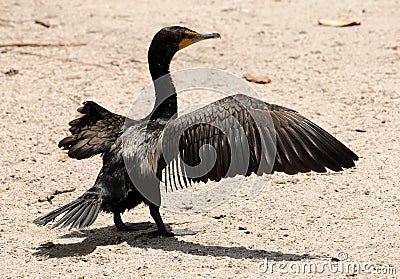 Injured Bird Royalty Free Stock Photography - Image: 5526747