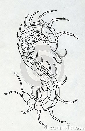 Ink Drawn Centipede Royalty-Free Stock Photo | CartoonDealer.com #38106219
