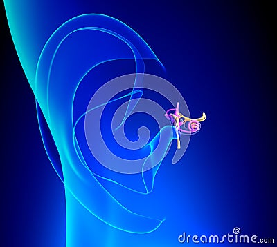 Inner Ear Detailed Anatomy With Pinna On Blue Background Stock Image ...