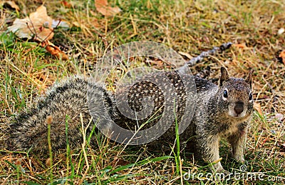 Inquisitive Spotted Squirrel Stock Photo - Image: 32869400
