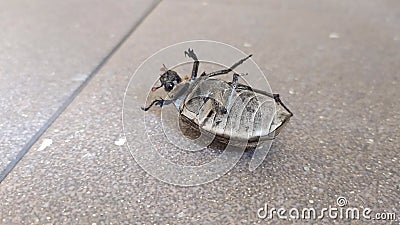 The Insect Bug Upside Down on the Ground Floor Stock Video - Video of ...