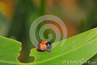 Insect Bug Eating Another Little Insect Bug On The Plant Royalty-Free ...