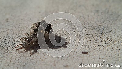 Garbage insect stock video. Video of insect, garbage - 102405713