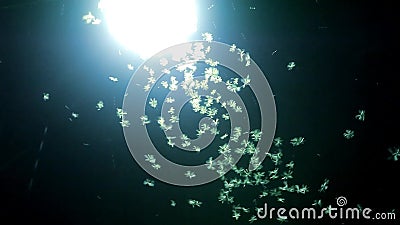 Insects Flying Around a Glowing Lantern Night Stock Video - Video of ...