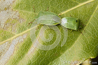 Insetos Verdes De Acoplamento Do Coleopteron Imagem de Stock Royalty ...