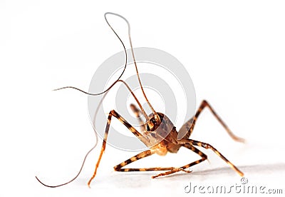 Insetto Con Le Antenne Lunghe Fotografia Stock Libera da Diritti ...