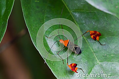 Insetto Foglia-footed Amazzoniano Fotografia Stock - Immagine: 44658791