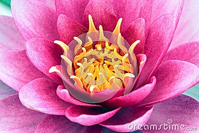 Inside A Lotus Flower Stock Image | CartoonDealer.com #65287201
