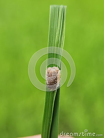Inside Of Rice Stem Borer Egg Mass Was Lay On Rice Leaf . Stock Photo ...