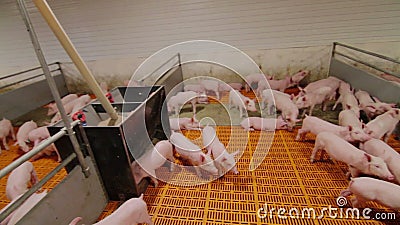Piglets on an Industrial Pig Farm Stock Video - Video of task, snout ...