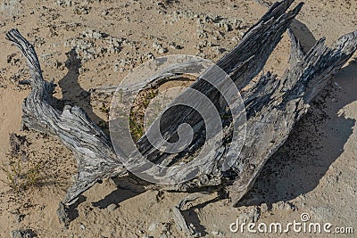 Remnants Of Trees Changed Over Time Stock Photo | CartoonDealer.com ...