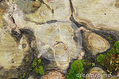Interesting texture on cut tree - Stock Image - Everypixel