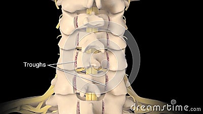 Interior Spinal Cord Structure Open Door Technique Stock Footage ...