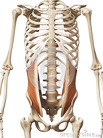 The Internal Oblique Stock Illustration - Image: 45575608