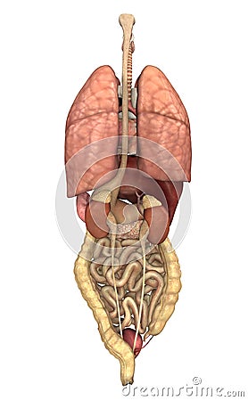 Internal Organs From Behind Stock Photography - Image: 18054122