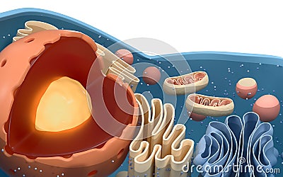 Internal Structure Of An Animal Cell, 3d Rendering. Section View Stock ...