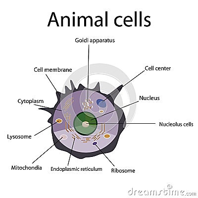 The Internal Structure Of An Animal Cell Cartoon Vector | CartoonDealer ...