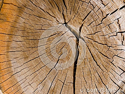 Internal Tree Structure Royalty-Free Stock Photography | CartoonDealer ...
