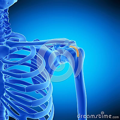 The Intertubercular Tendon Sheath Royalty-Free Illustration ...