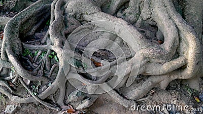 Intertwined Large and Thick Tree Roots on the Surface of the Earth ...