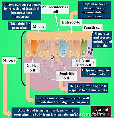 Intestinal Epithelium Showing Functions Of Cells Royalty-Free Stock ...