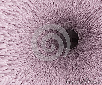 The Intestinal Epithelium Is The Single Cell Layer That Form The ...