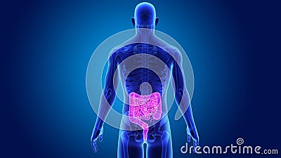 Intestine with skeleton stock footage. Video of duodenum - 90683514