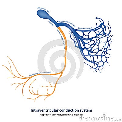 Intraventricular Conduction System Royalty-Free Stock Image ...