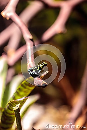 Iridescent Variable Poison Dart Frog Ranitomeya Variabilis Royalty-Free ...