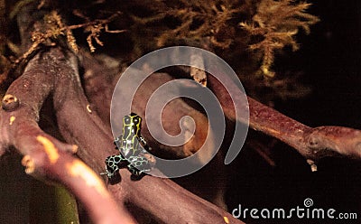 Iridescent Variable Poison Dart Frog Ranitomeya Variabilis Royalty-Free ...