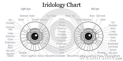 Iris Diagnosis Chart Eye Outline Stock Vector - Image: 47617893